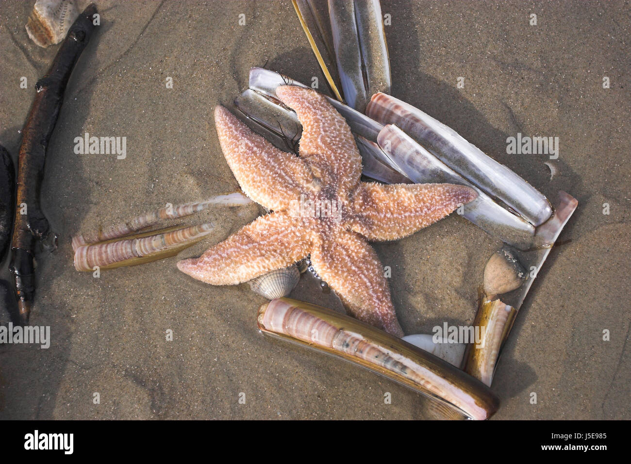 beach seaside the beach seashore water north sea salt water sea ocean ...