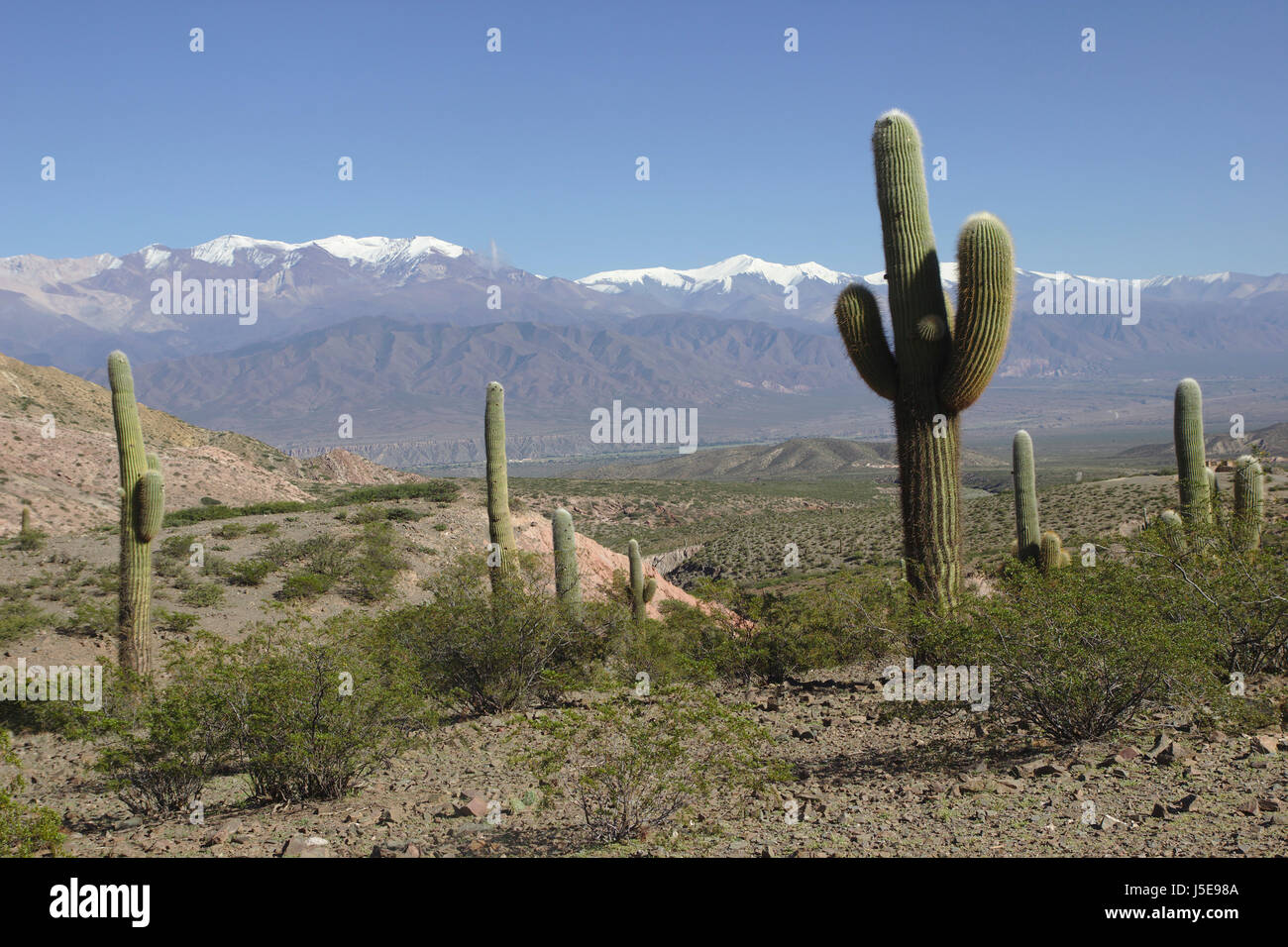 Cacti (cardon grande cactus) near Los Cardones National Park with ...