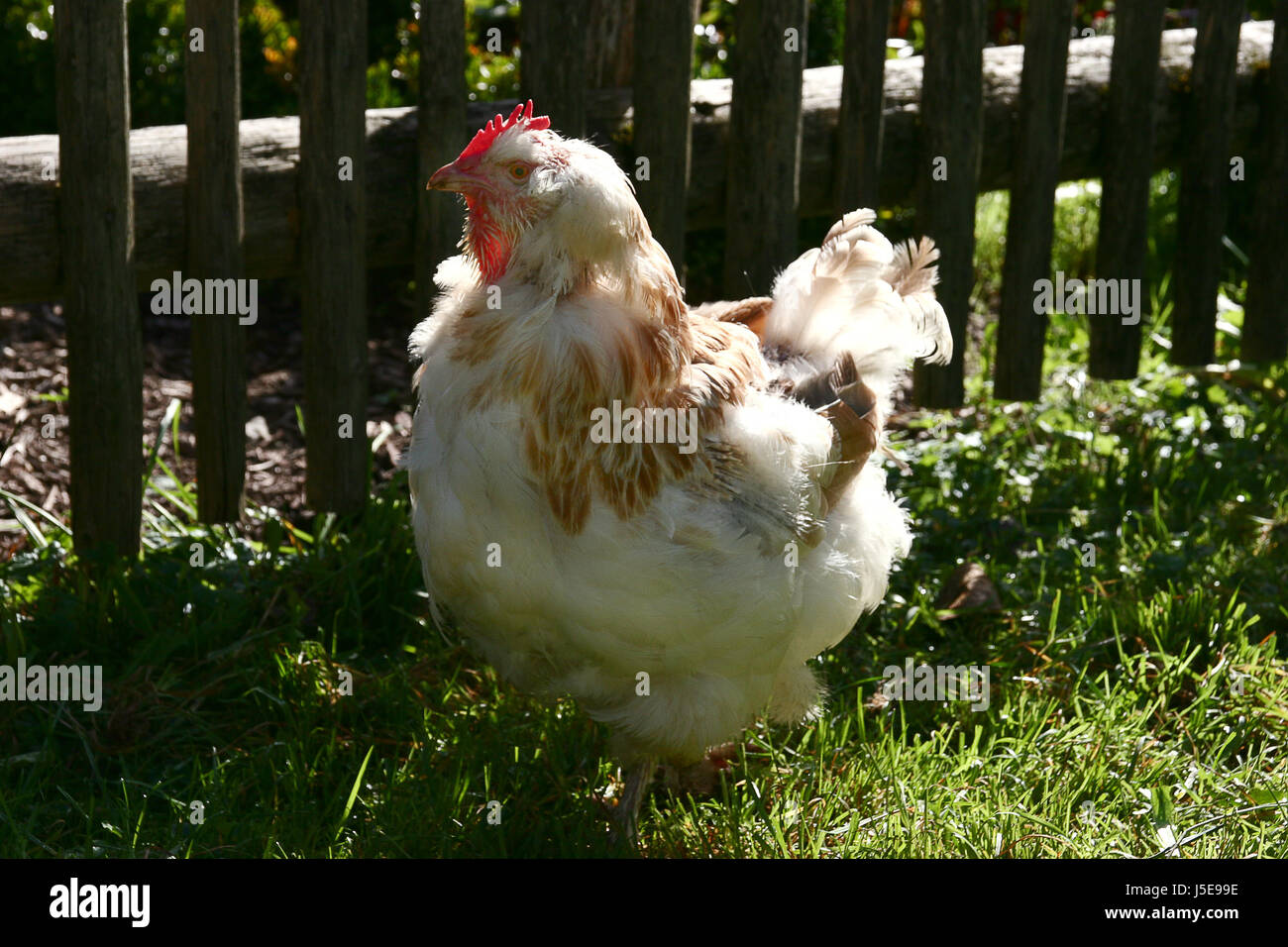 bird animals agriculture farming pets birds poultry bird flu egg farm ...