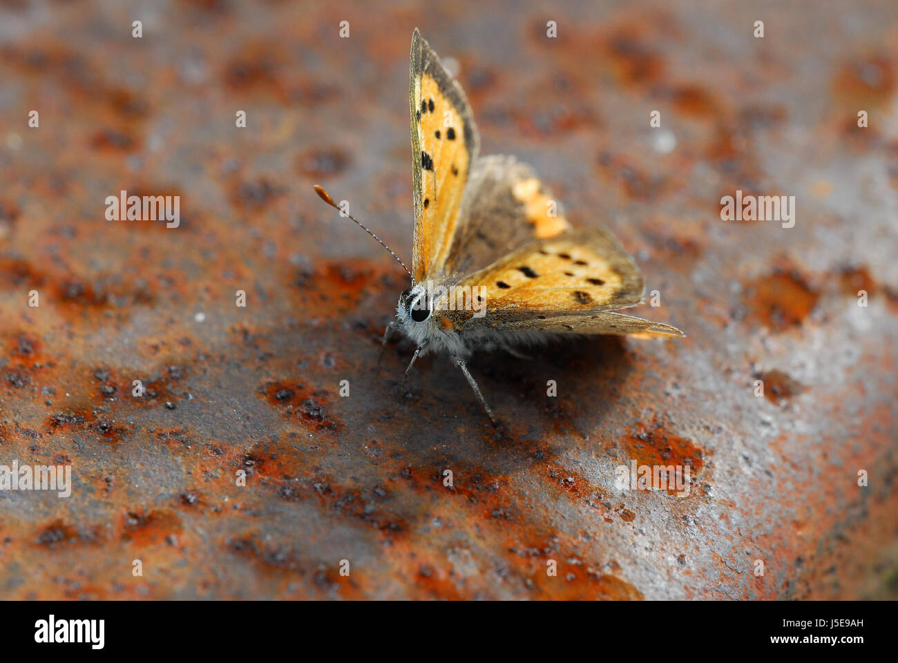 flies animal insect insects butterfly animals tracks rail black swarthy ...