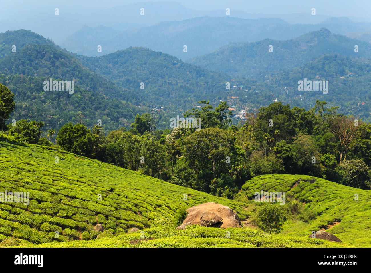 Tea plantations in Munnar, Kerala, India. Stunning views of green hills ...