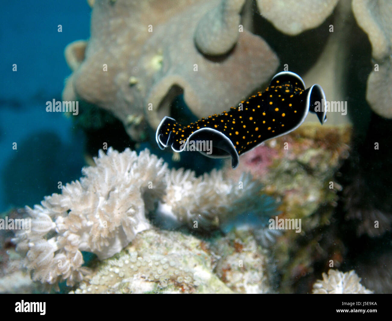 Flying Carpet High Resolution Stock Photography and Images - Alamy