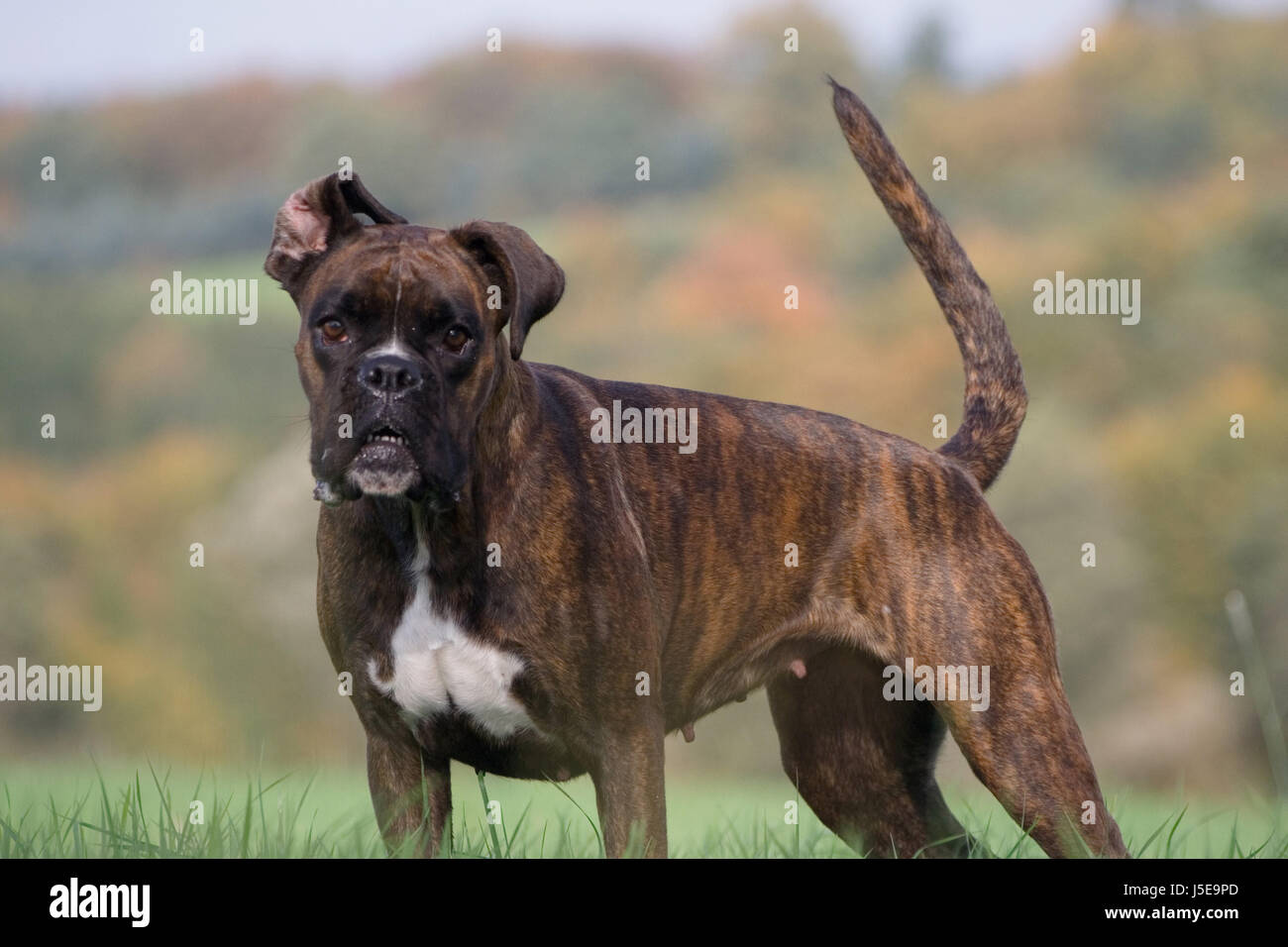 purebred boxer is facing autumn forest Stock Photo - Alamy
