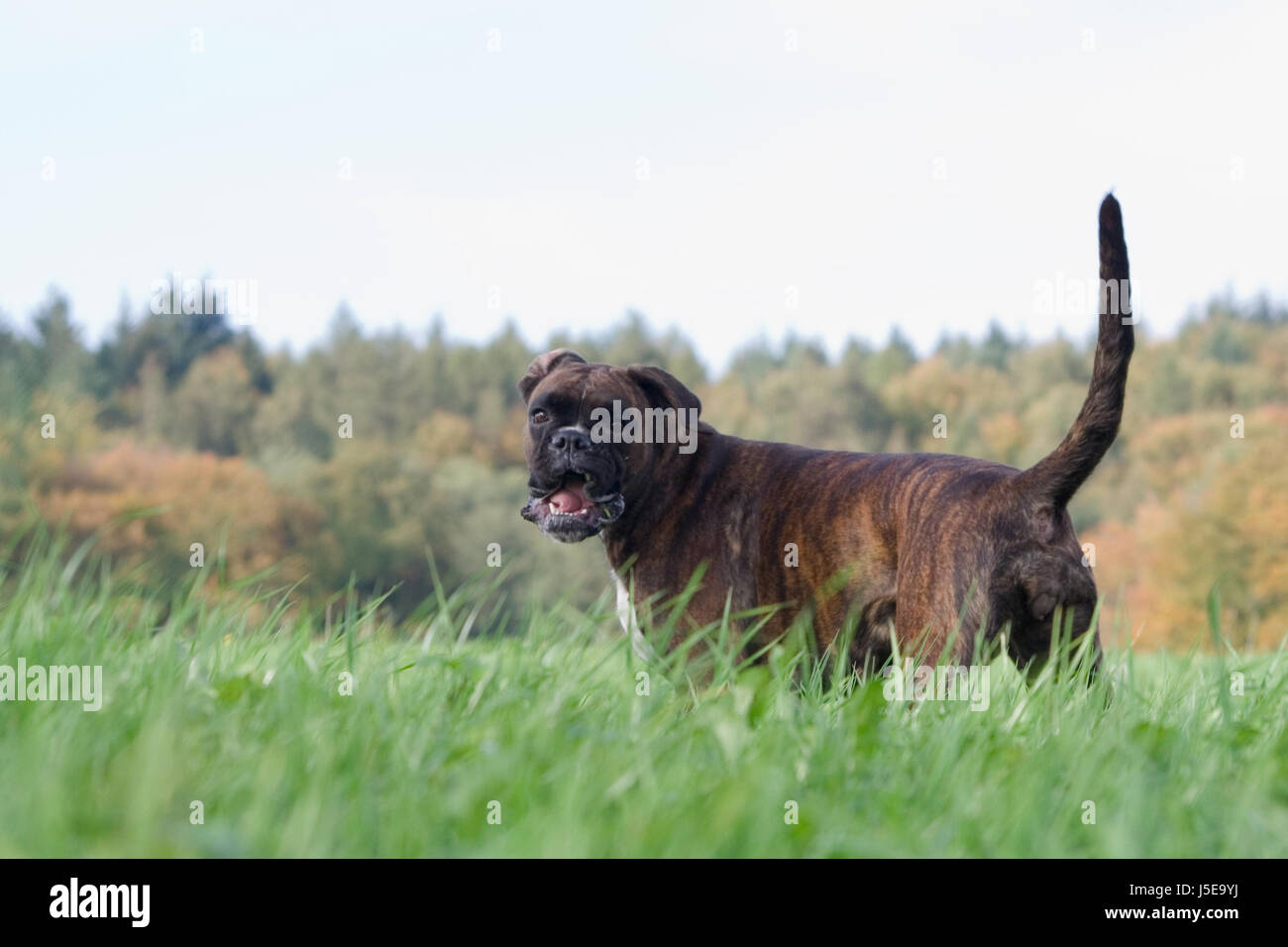 boxer - balloon Stock Photo - Alamy