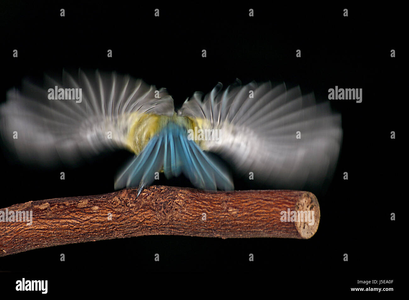 motion postponement moving movement bird birds perspective prospect ...