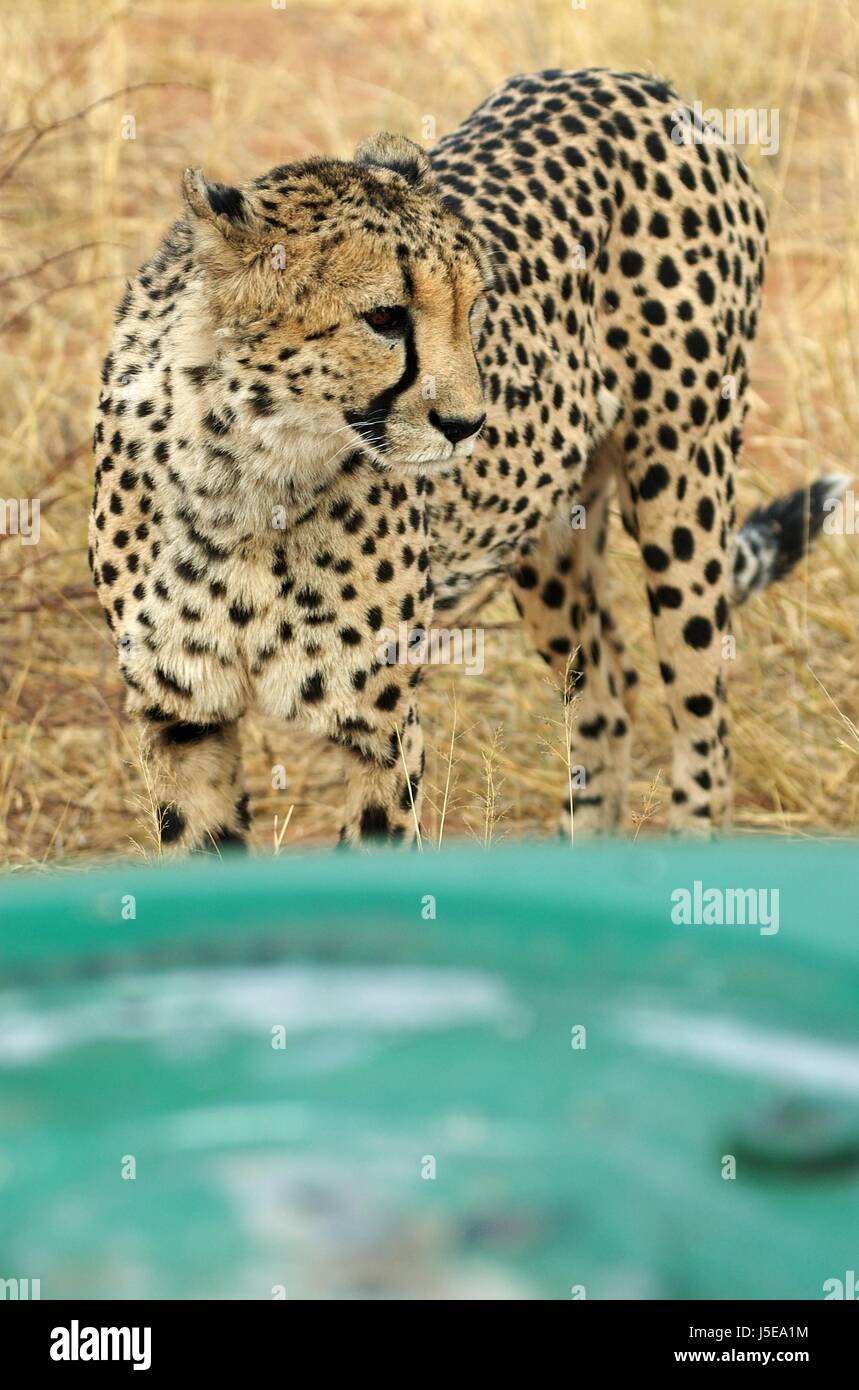 cheetah front bonnet Stock Photo - Alamy