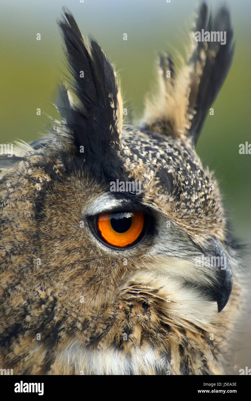 bird portrait eye organ watchful birds eyes look glancing see view ...