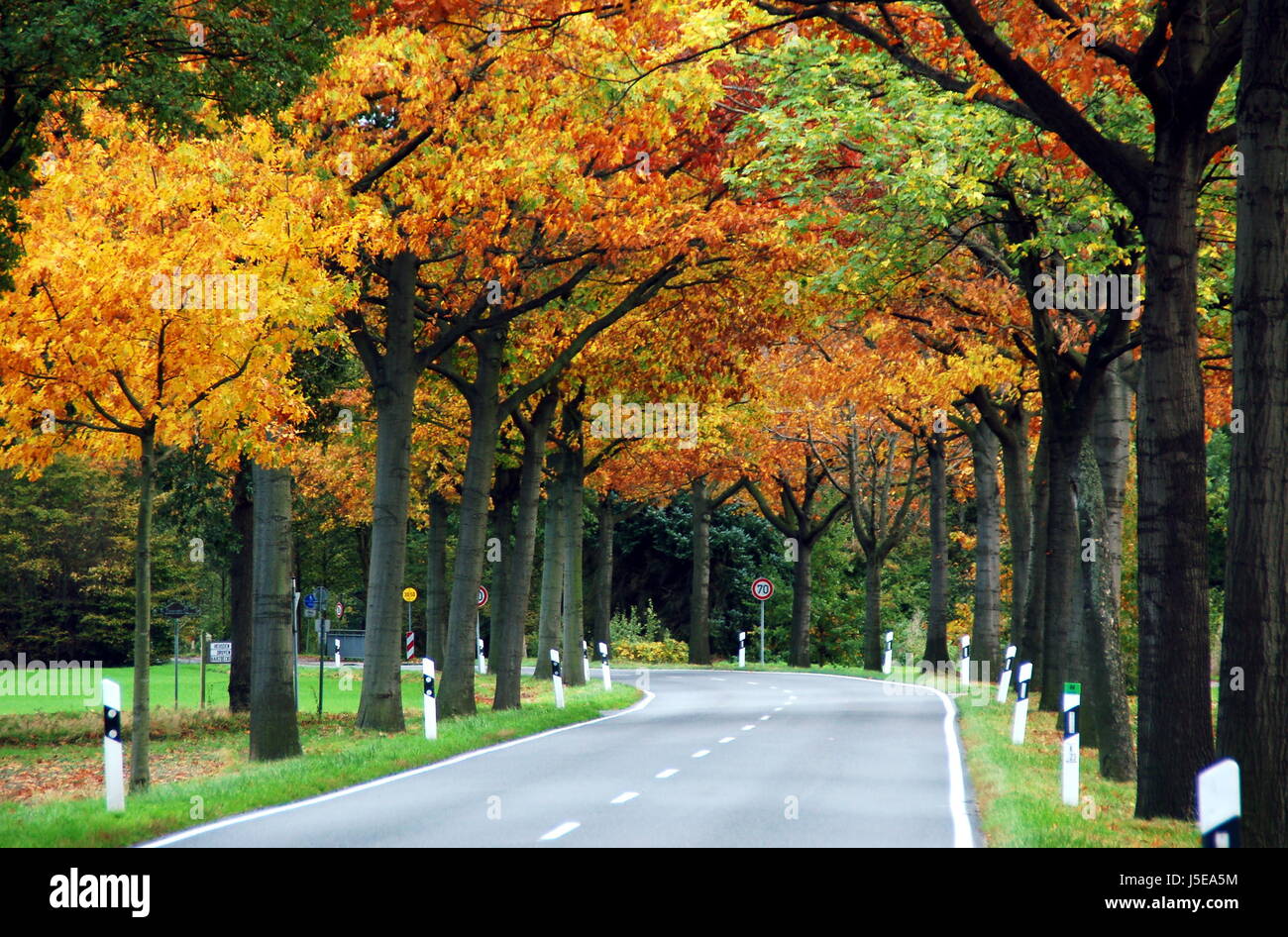 sign signal tree trees green leaves coloured colourful gorgeous ...