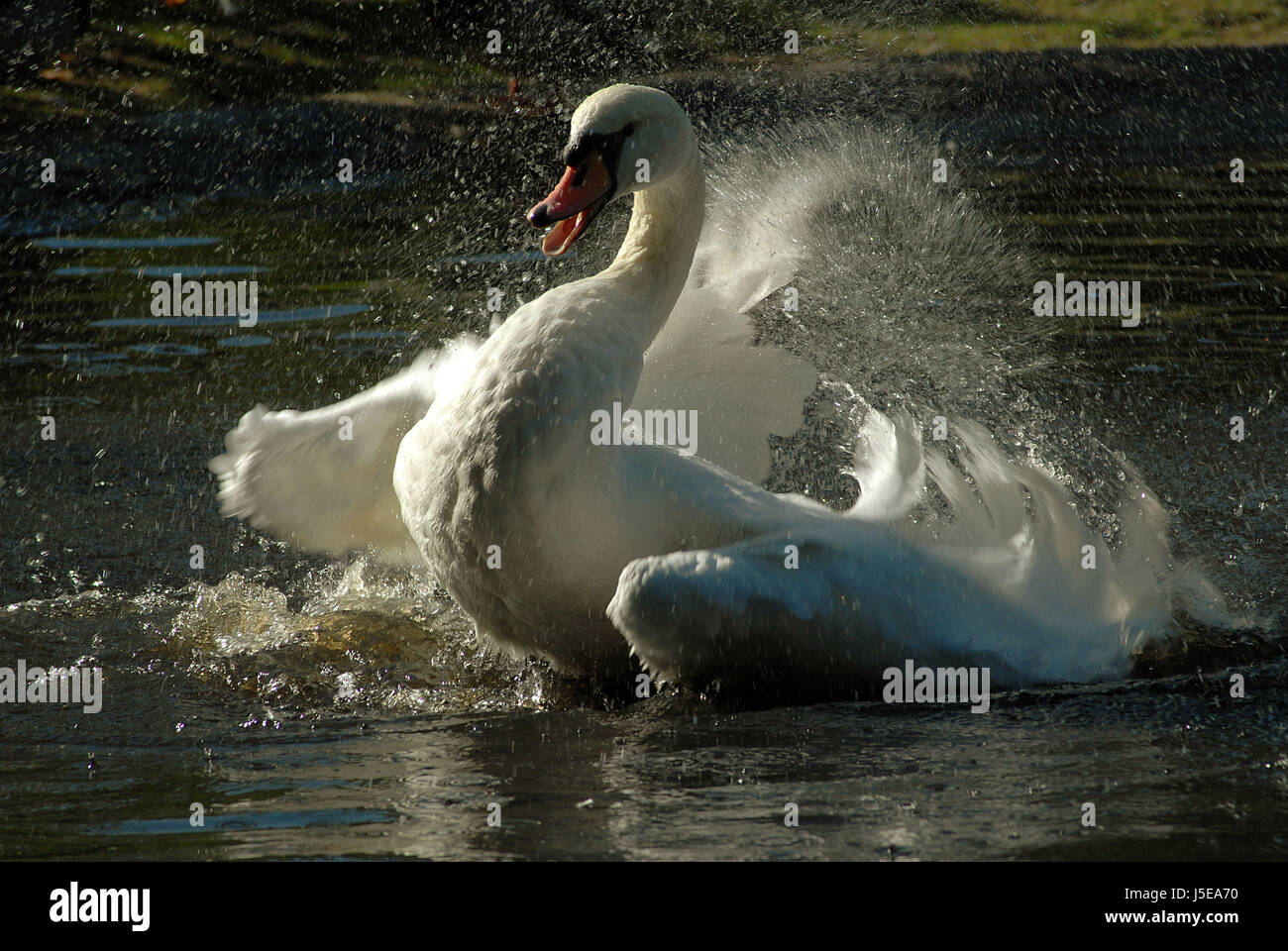 motion postponement moving movement animal bird swan birds wing beak ...