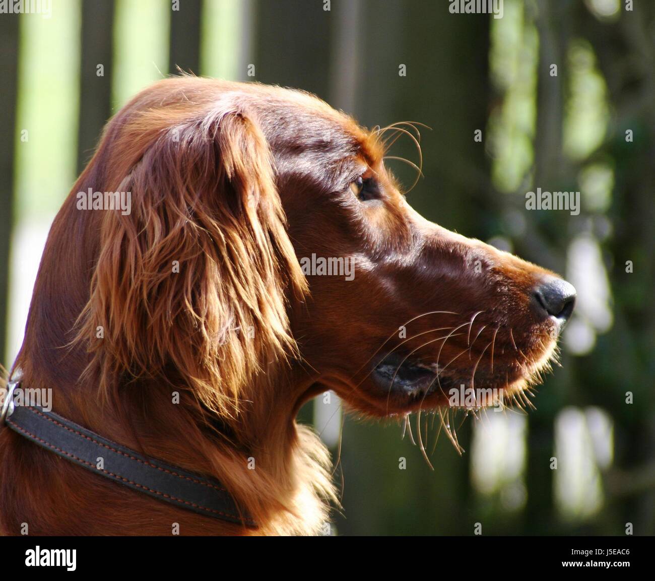 dog,faithful,long hairs,hunts,race,lively,red,irish,irish red setter ...