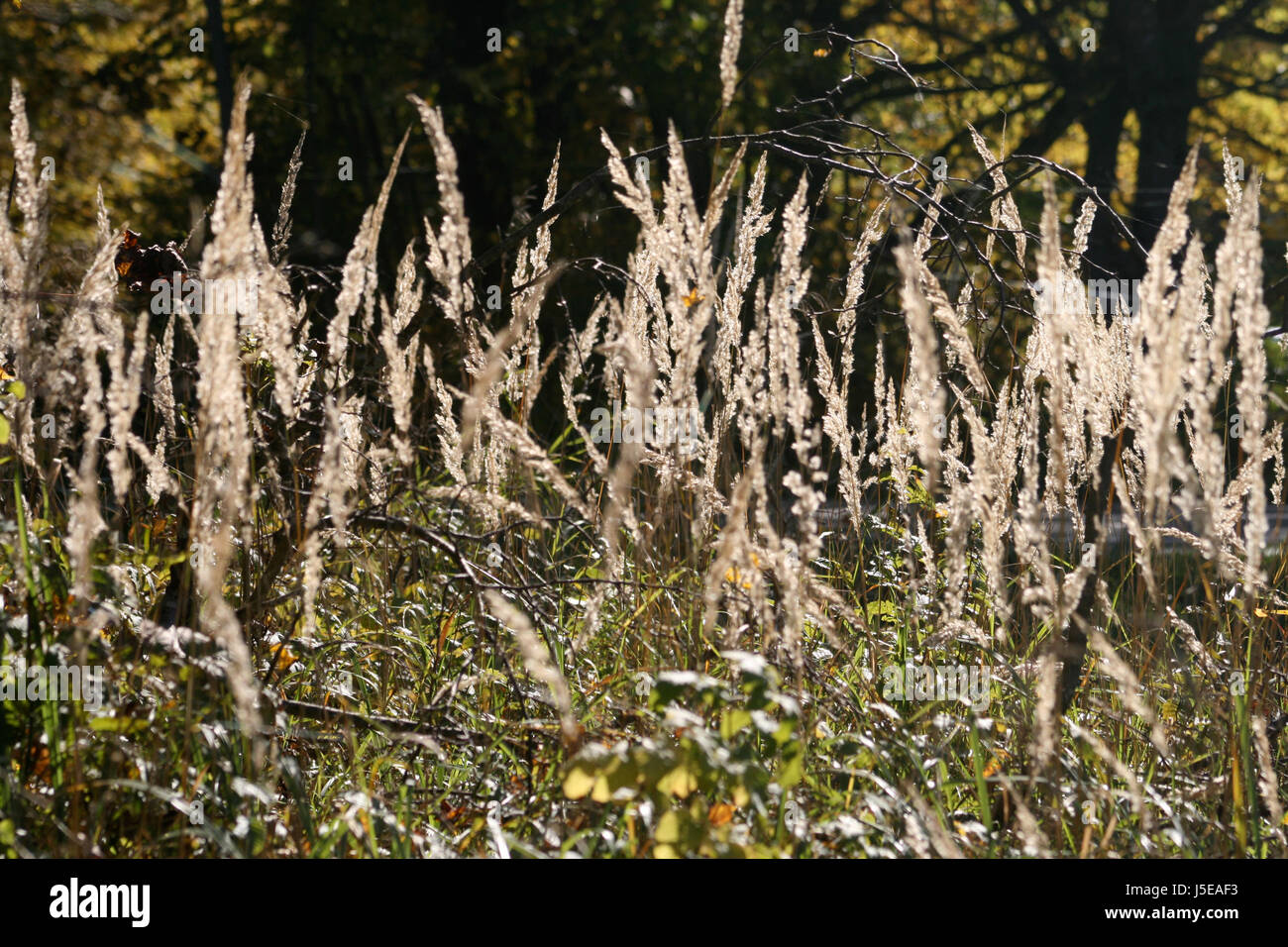 grasses counter-light seasons withers season meadow grass lawn green ...