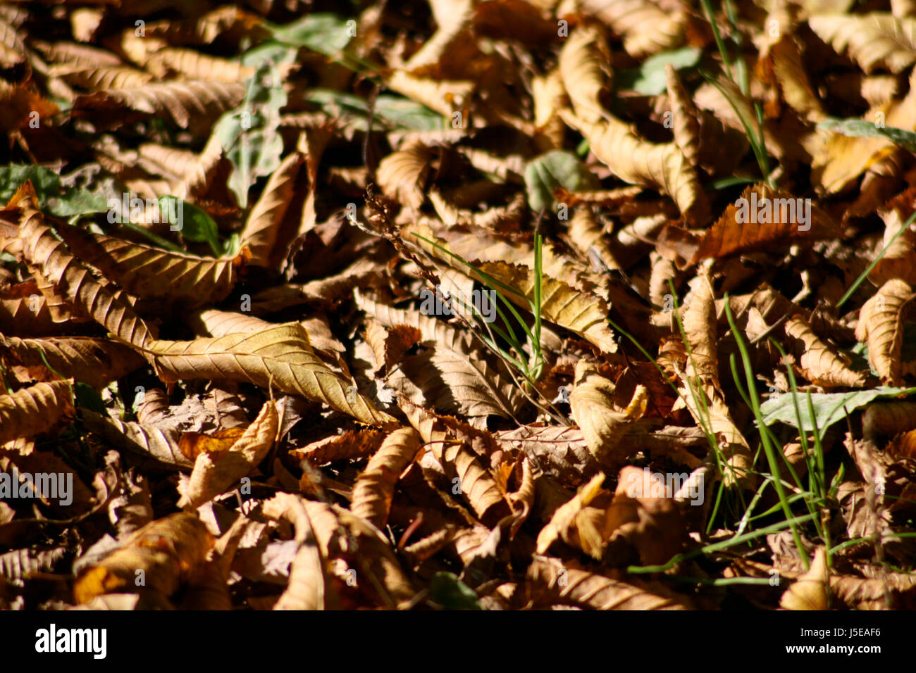 plant leaves decayed seasons dries up perishable season dead backdrop ...