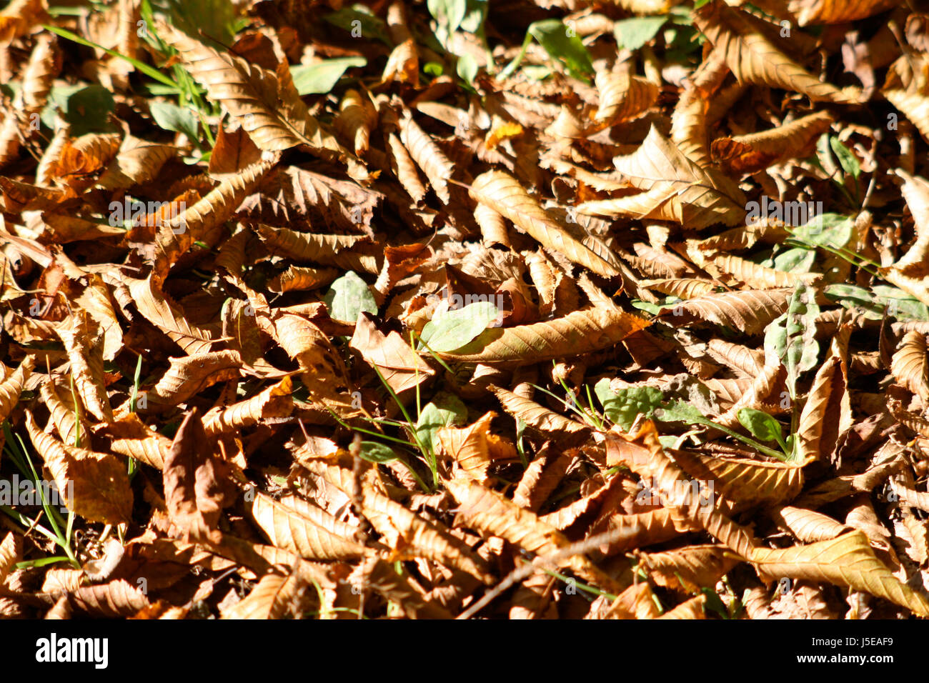 plant leaves decayed seasons dries up perishable season dead backdrop ...
