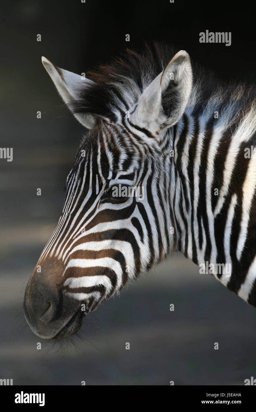 animal mammal africa animals striated zebra mammals zebras horse foal ...