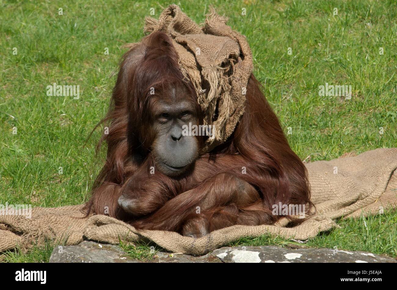 animal mammal monkey skin hairy blanket rare bag smaller anthropoid ...