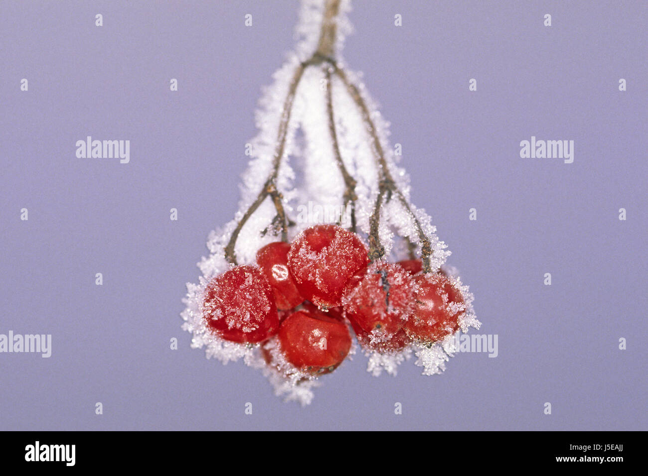 red berries in snow Stock Photo - Alamy