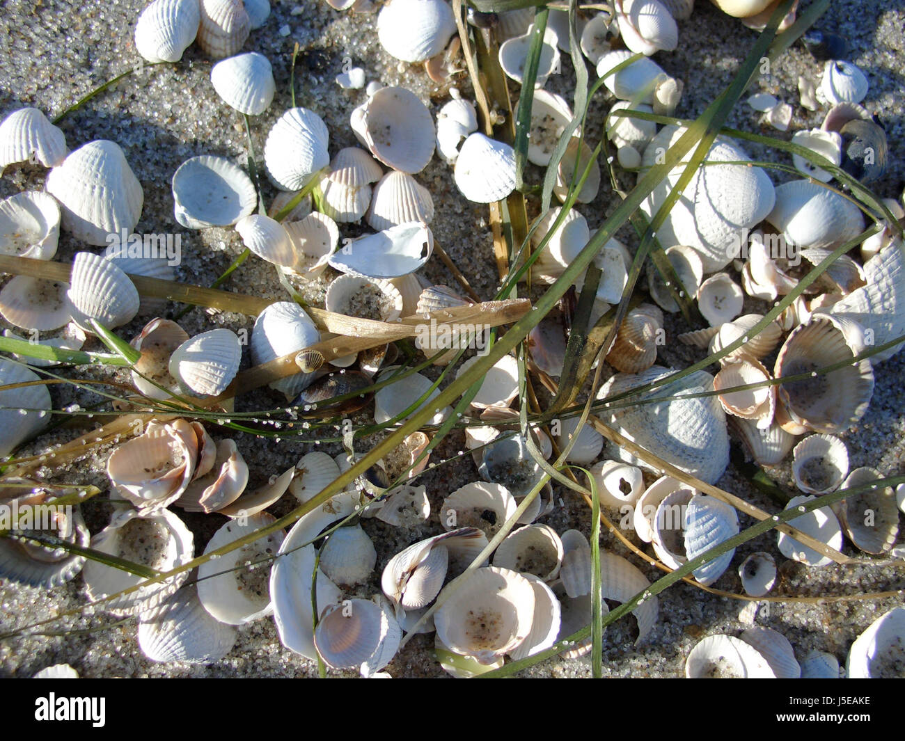 Mya arenaria hi-res stock photography and images - Alamy