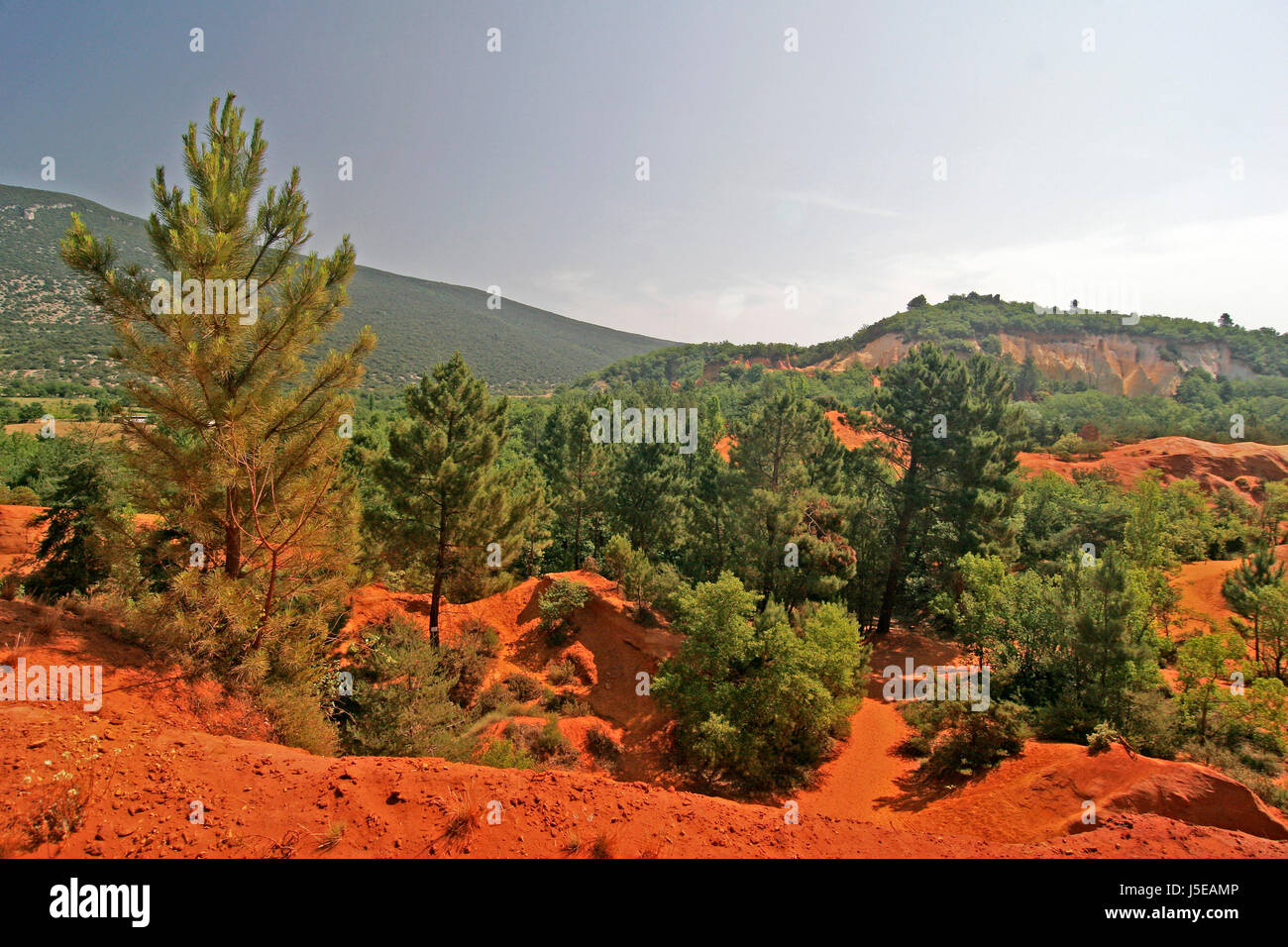 tree trees france Provence landscape scenery countryside nature rocks ...