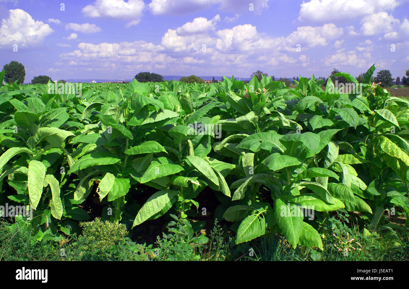 Tobacco coloured hi-res stock photography and images - Alamy