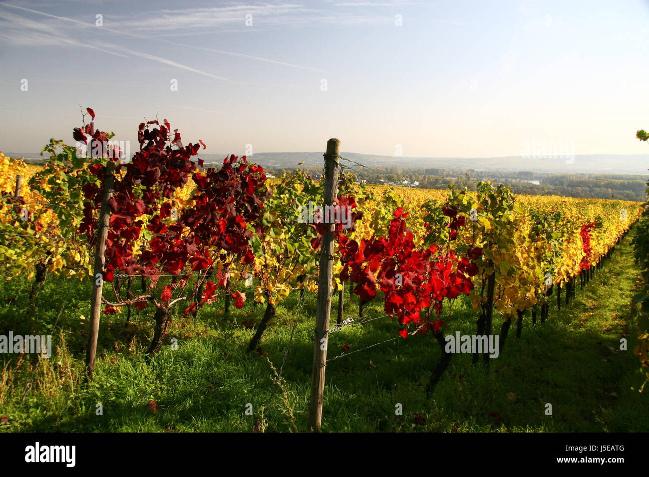 vineyards vineyard overview colour vine grape vine grape-vine colors ...