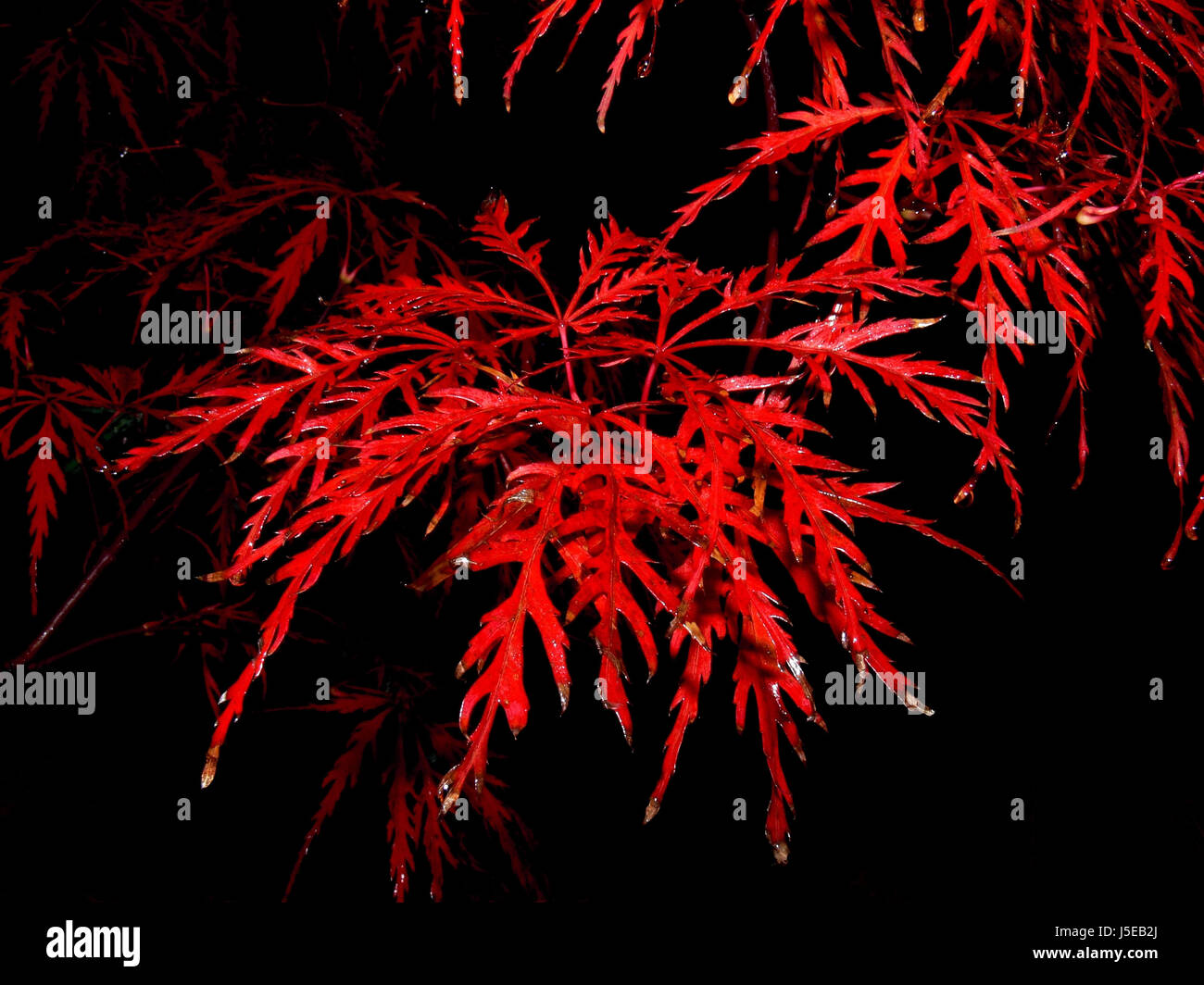 leaf colour tree garden leaves coloured colourful gorgeous multifarious ...