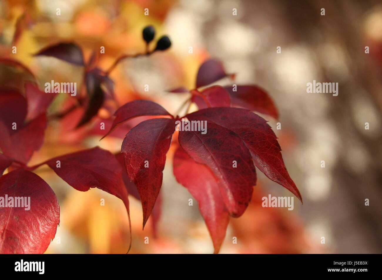 depth of focus colour vine grape vine grape-vine colors colours red ...