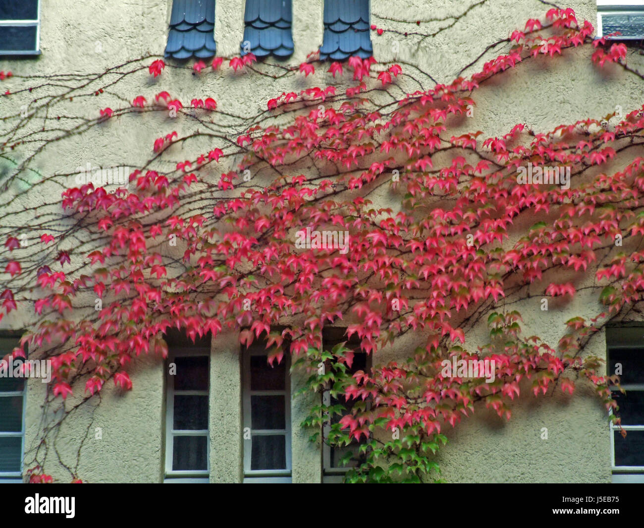 beautiful beauteously nice leaf cold leaves coloured colourful gorgeous ...