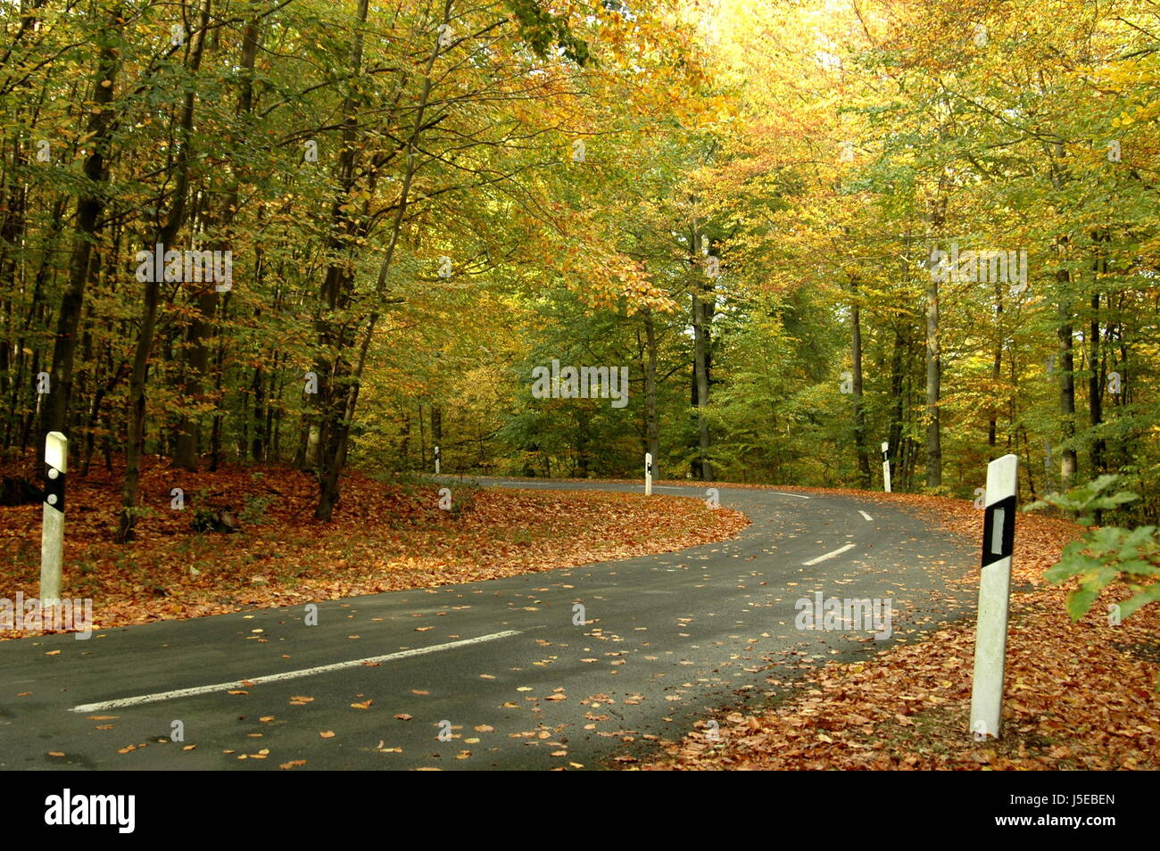 tree trees bend autumn foliage autumn colouring centre strip street ...