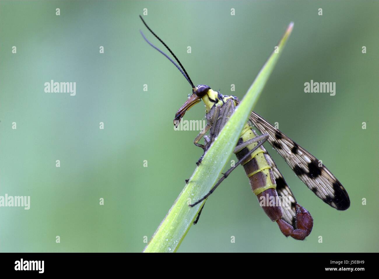 insect beak fly blade of grass meadow grass lawn green acrobat chimera ...