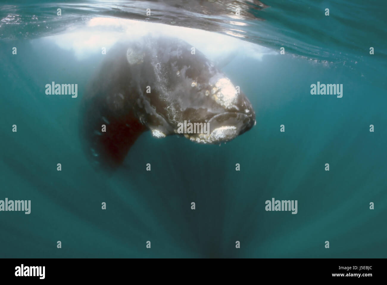 Wal whale hi-res stock photography and images - Alamy