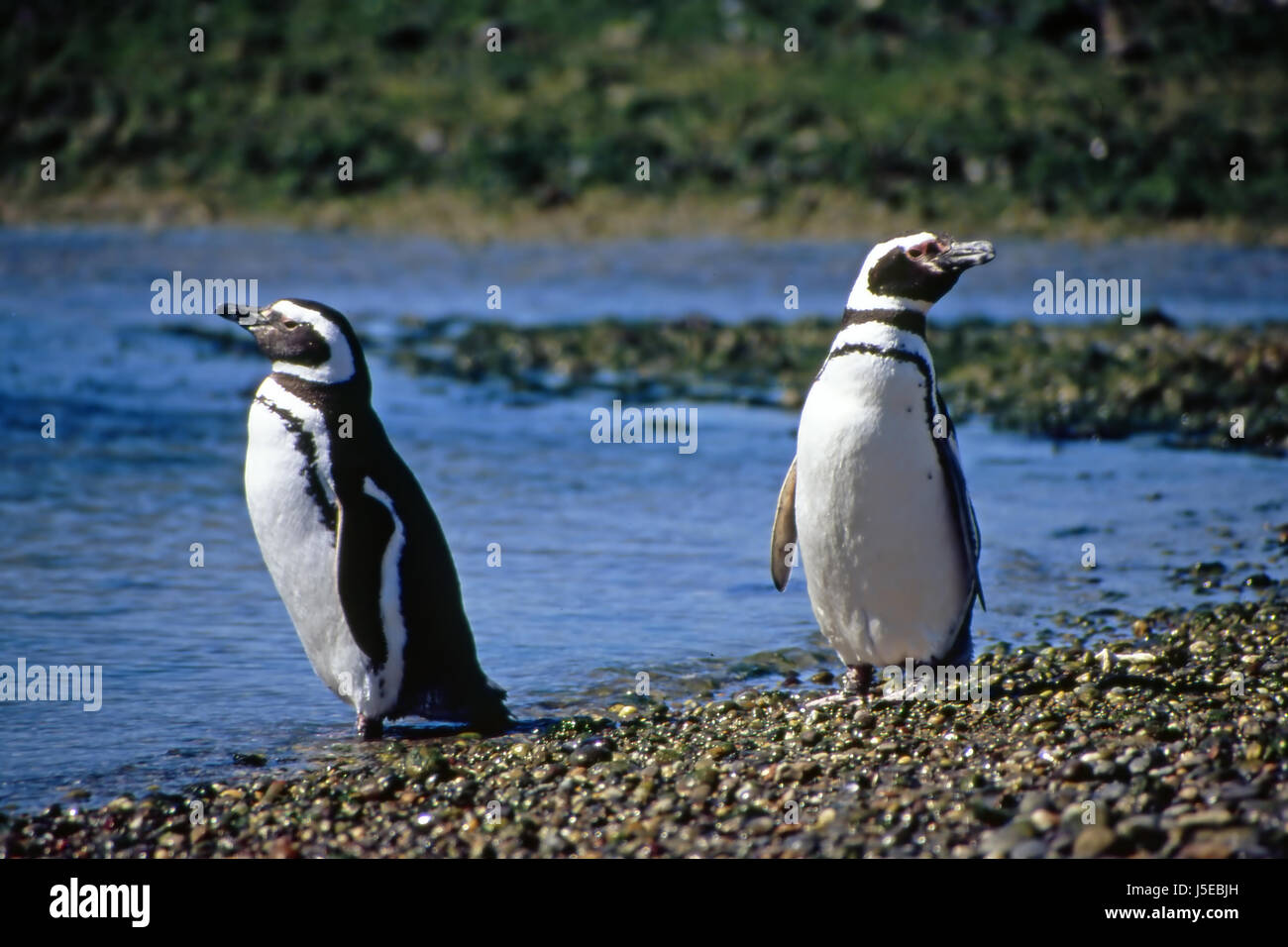 penguins beach seaside the beach seashore rock gravel argentina ...