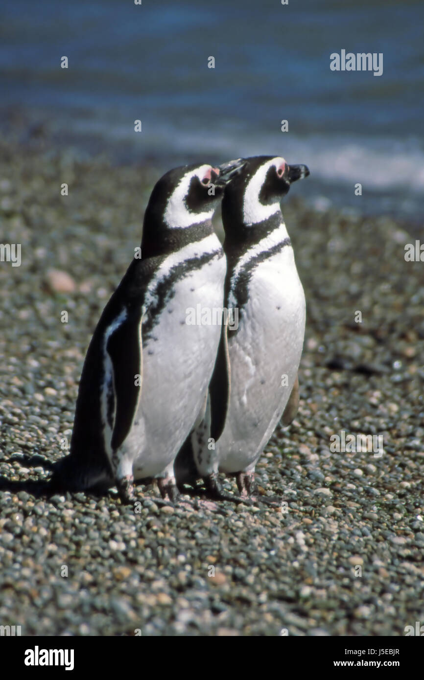 penguins beach seaside the beach seashore rock gravel argentina ...
