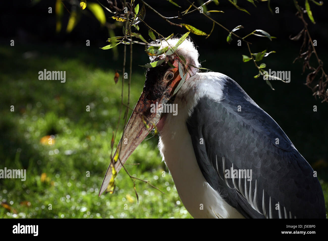 bird birds feathers beak scavenger exotic feathering striking beaks ...