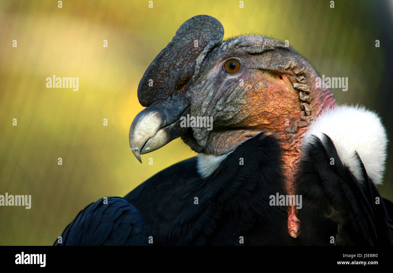 andean condor portrait Stock Photo - Alamy