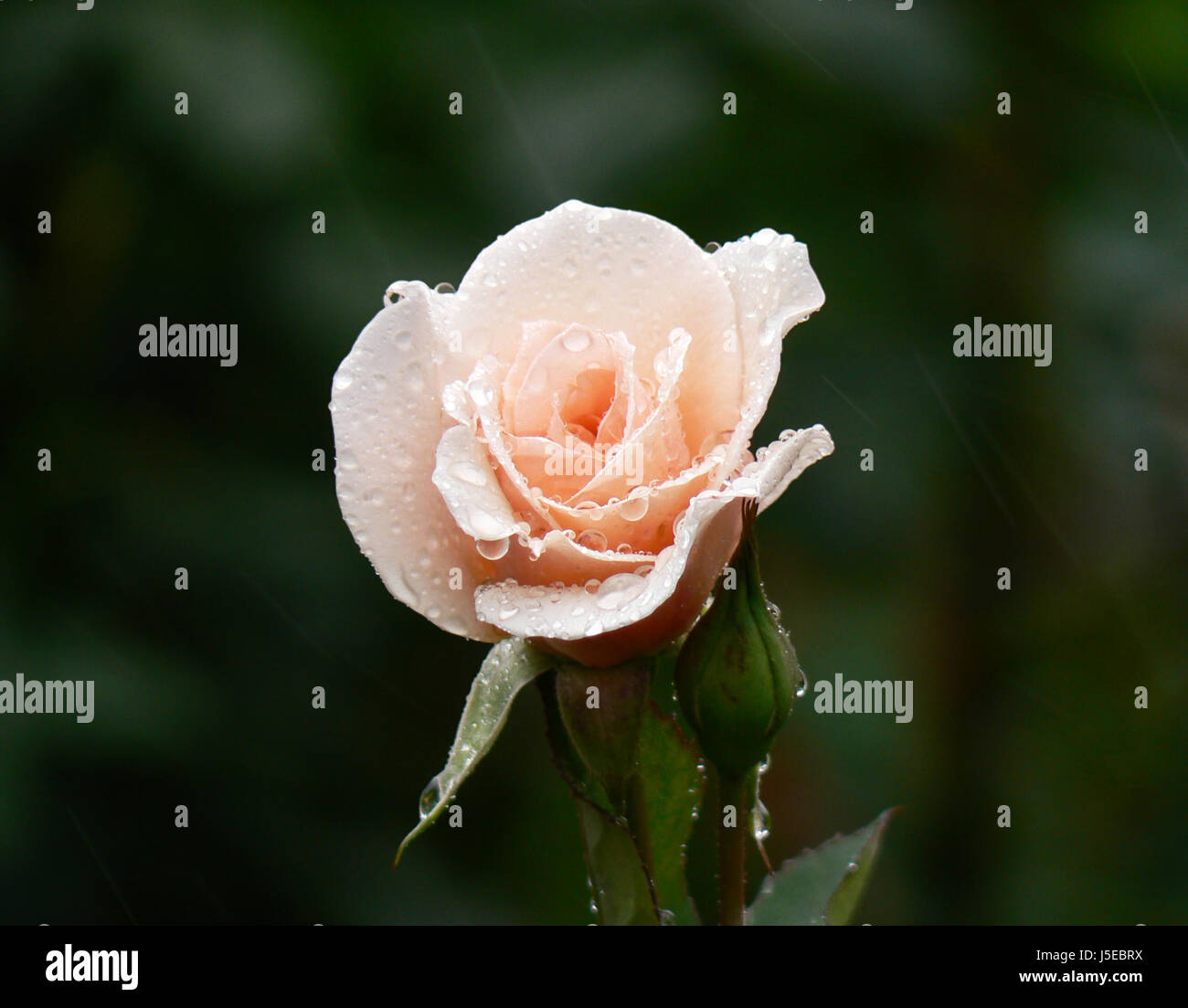 rose in the rain Stock Photo - Alamy