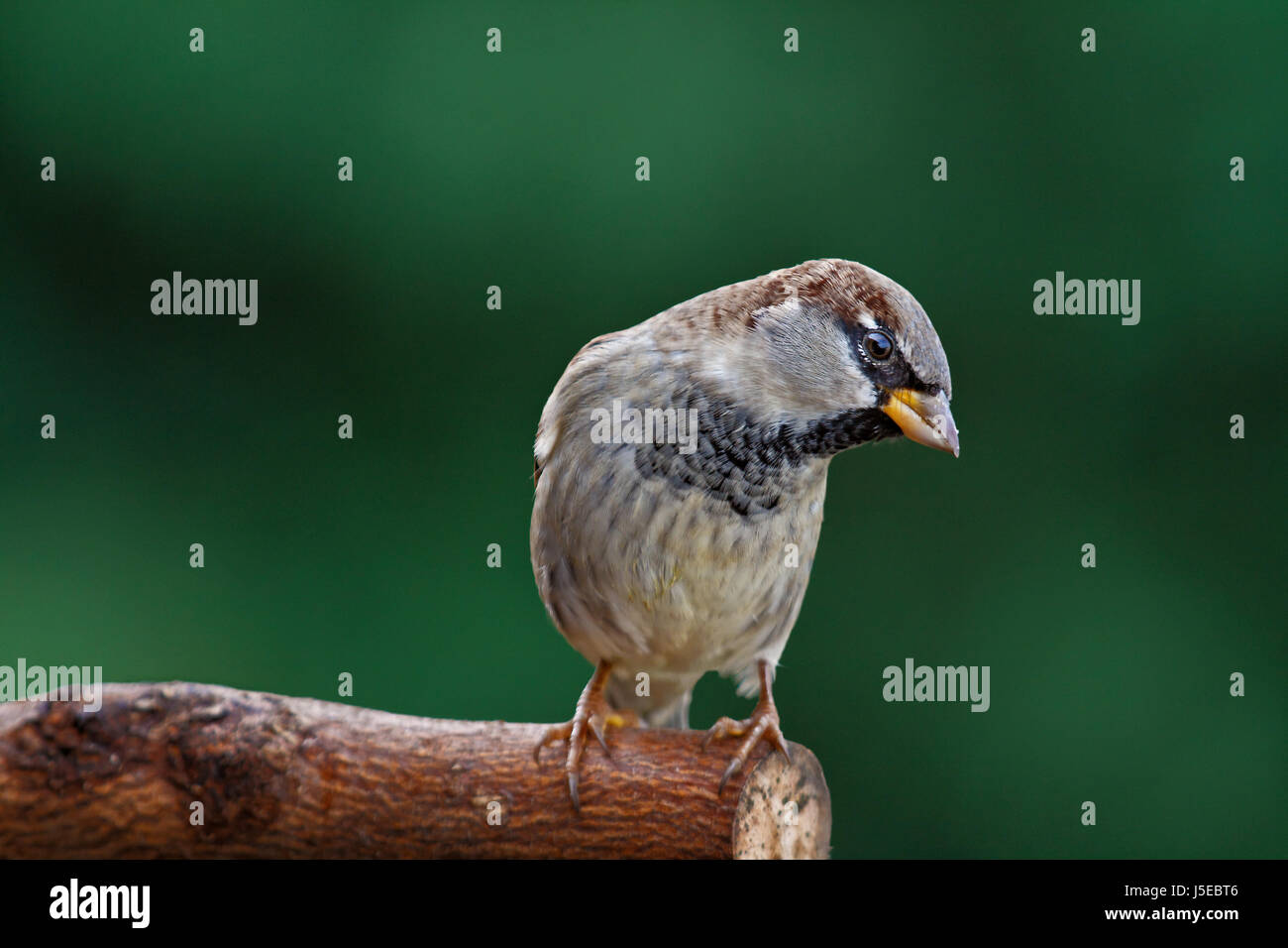 male masculine eye organ look glancing see view looking peeking looking ...