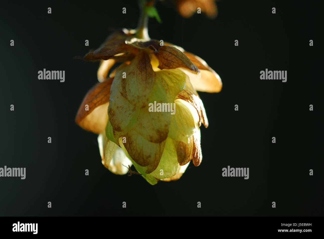 plant green bloom blossom flourish flourishing blossoms twiners ...