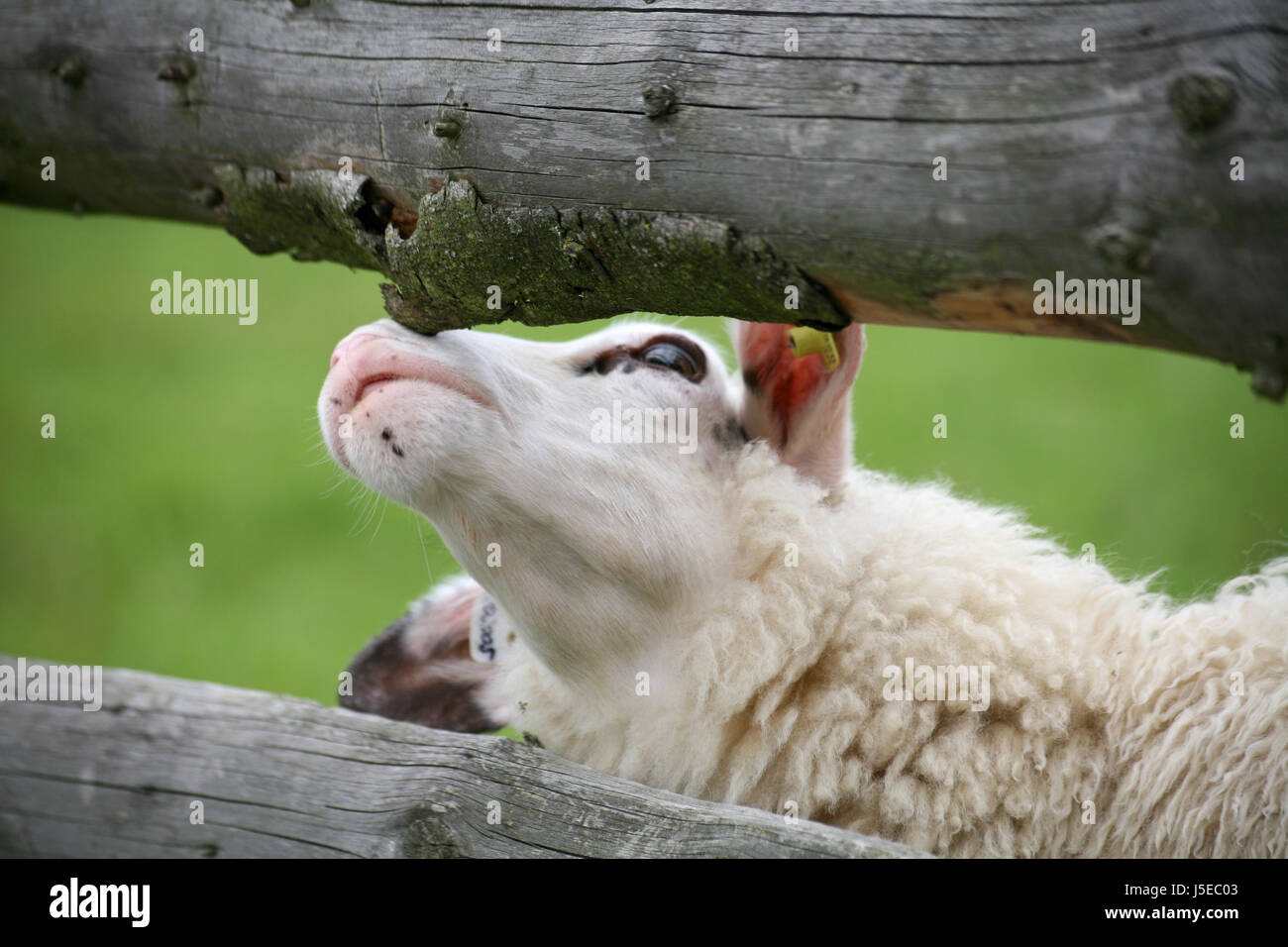 pet agriculture farming pets sheep sheep farming wool fence livestock ...