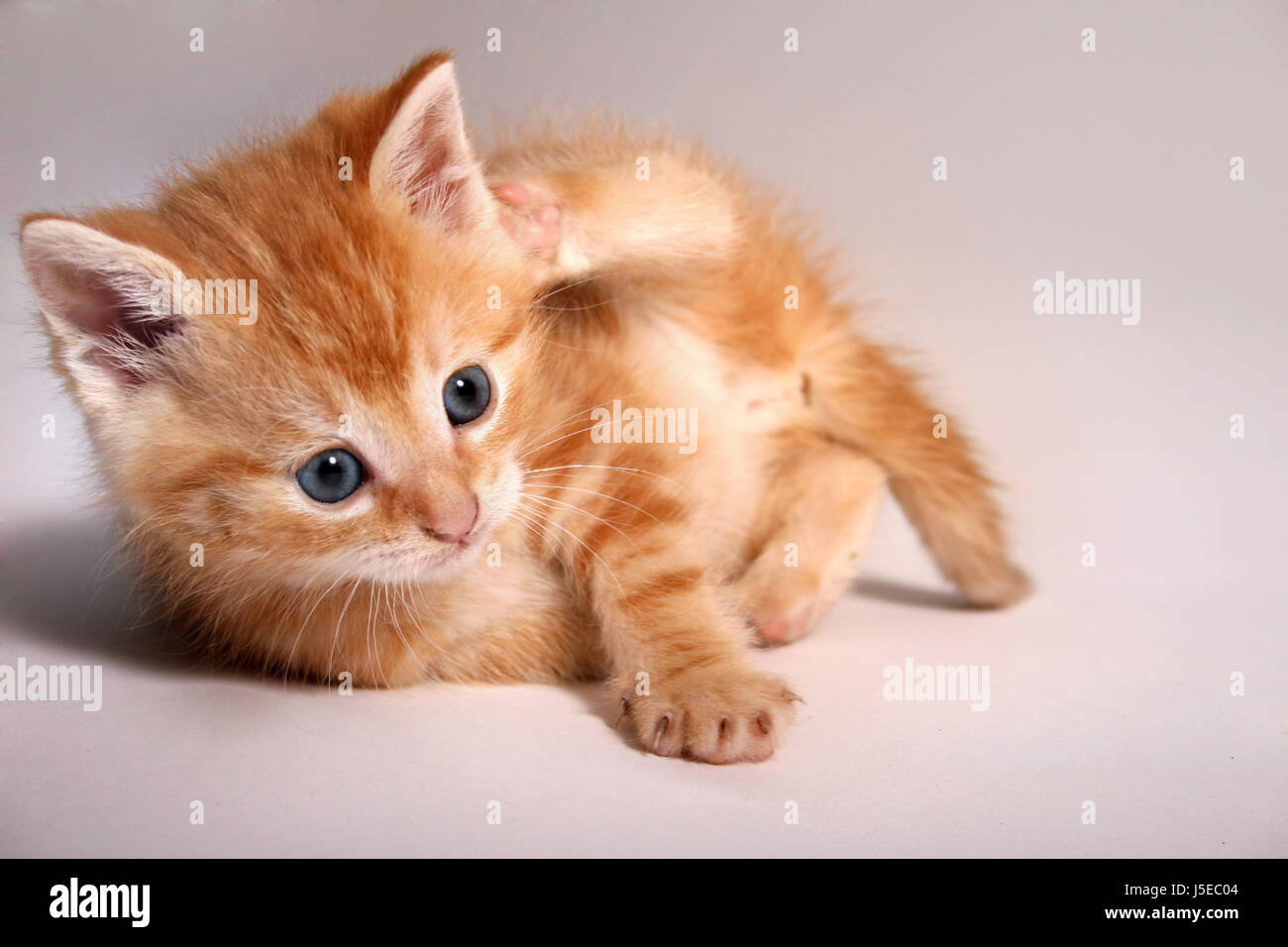 Short claws hi-res stock photography and images - Alamy