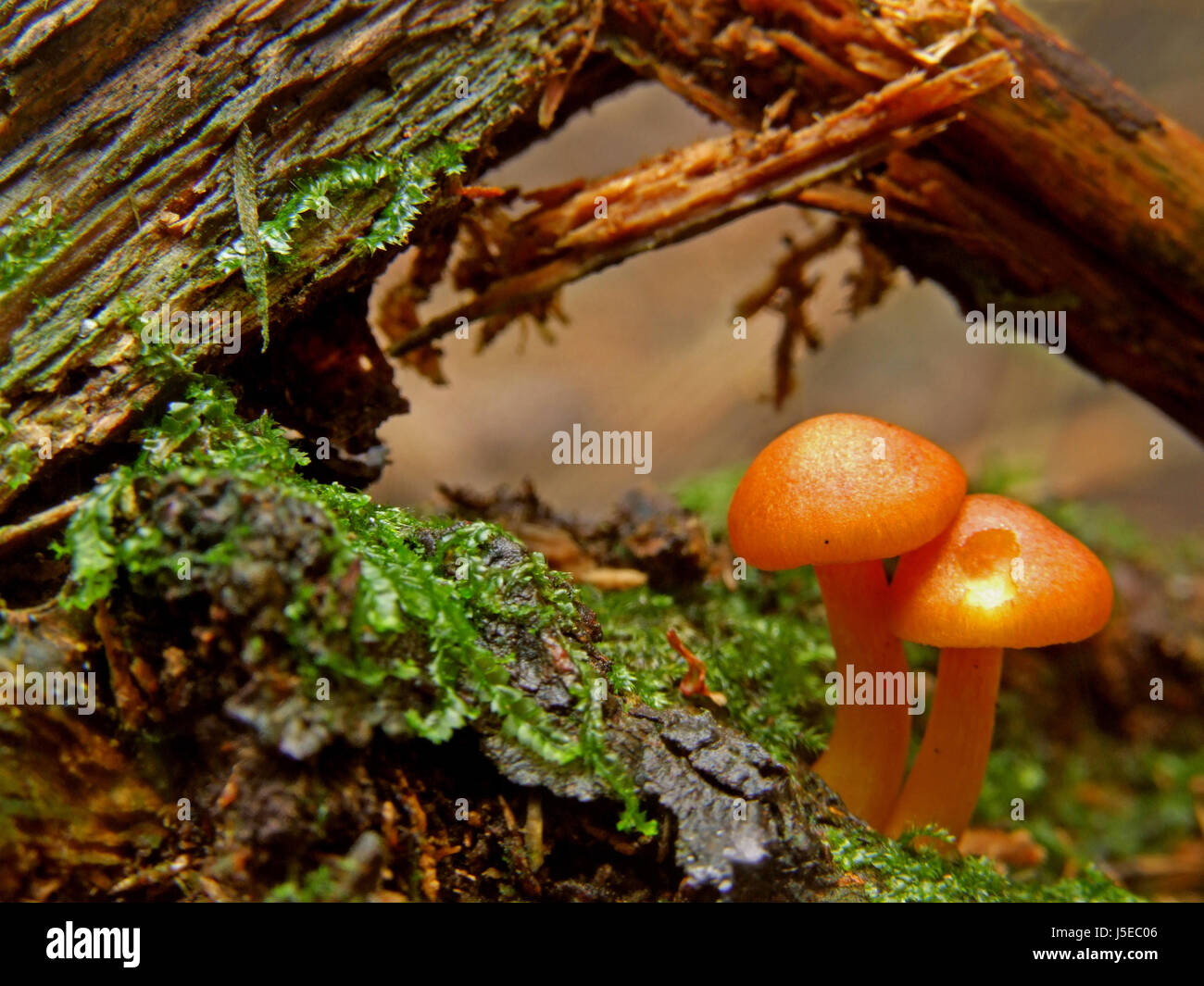 woods moss mushrooms snag mushroom fungus forest leaves foliage ...