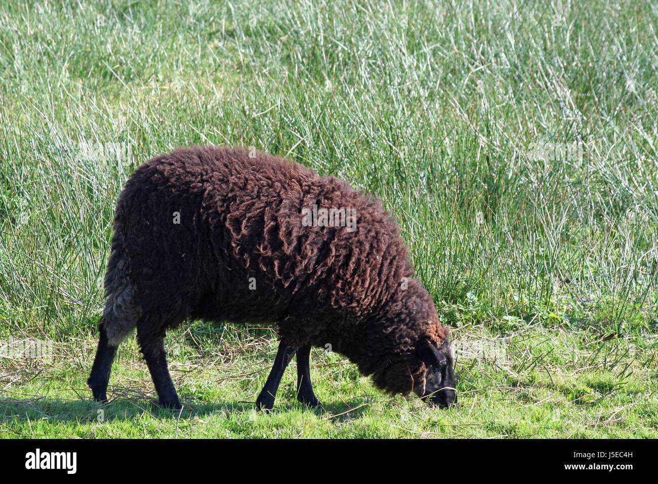 Black sheep market hi-res stock photography and images - Alamy
