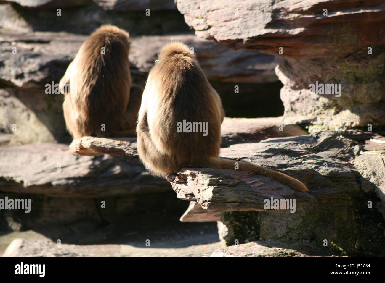 a beautiful back can delight Stock Photo - Alamy