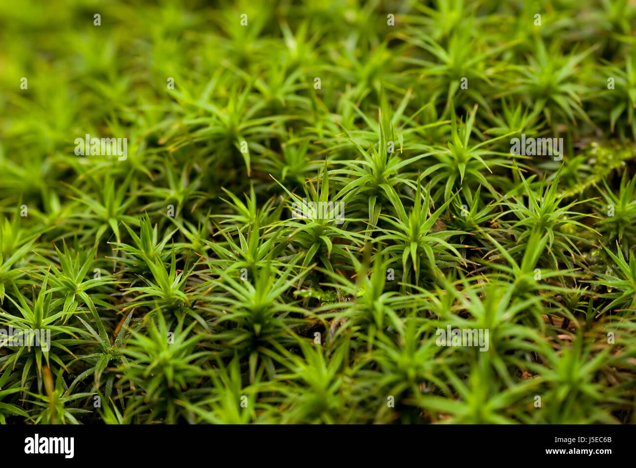moos in detail Stock Photo - Alamy