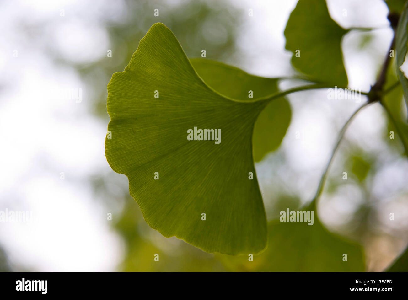 Ginkyo High Resolution Stock Photography and Images - Alamy