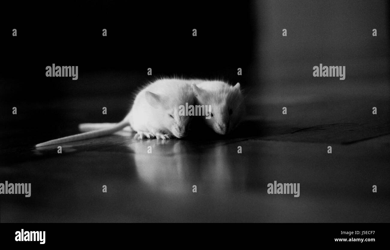 right or left mouse button Stock Photo - Alamy