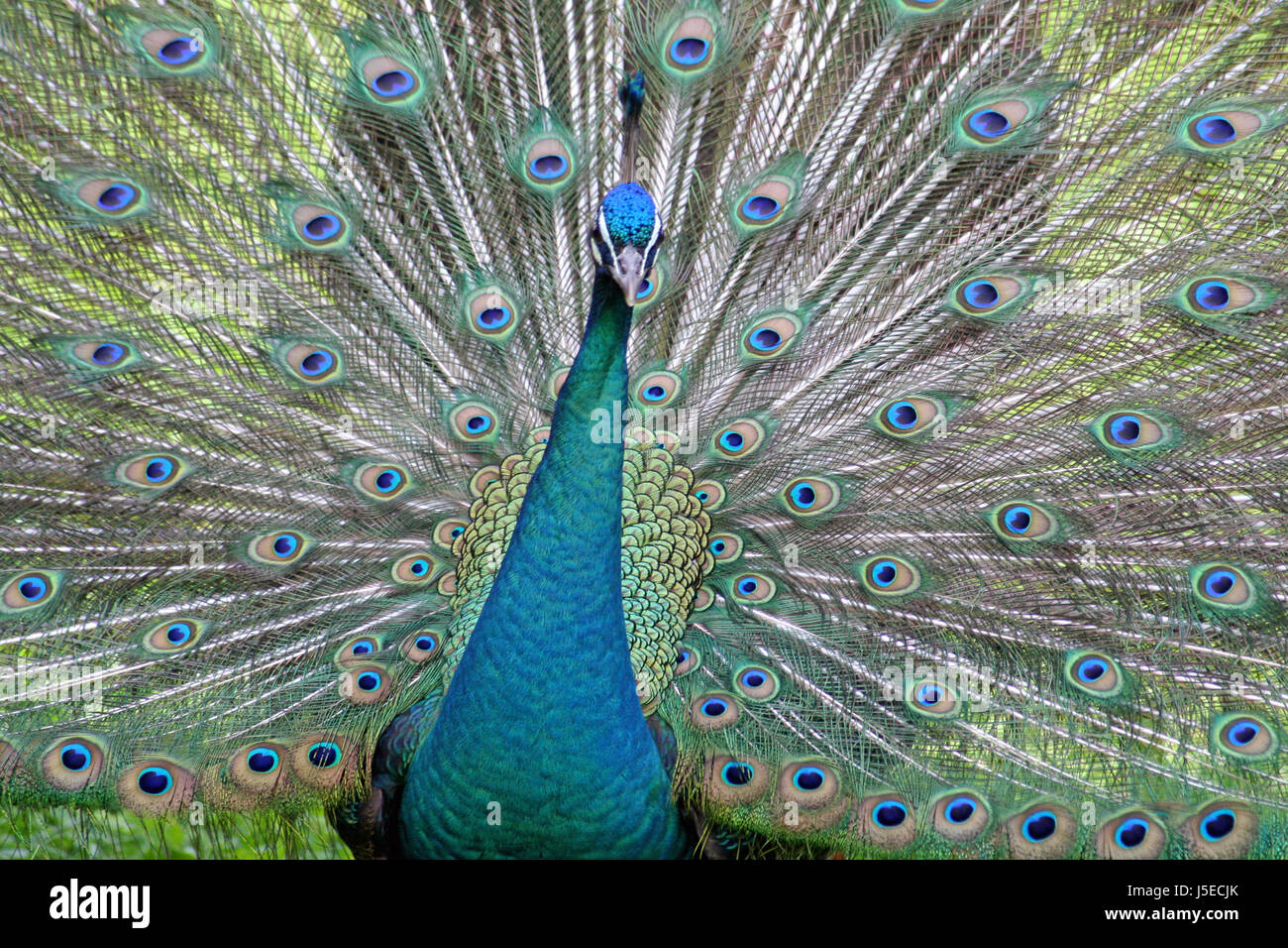 Flirting peacock hi-res stock photography and images - Alamy