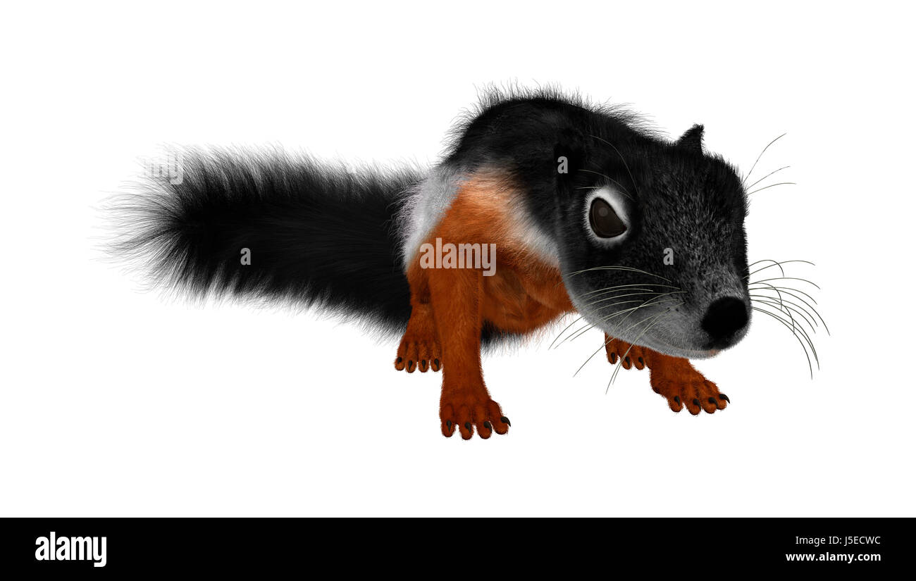 3D rendering of a Prevost's squirrel or Asian tri-colored squirrel ...