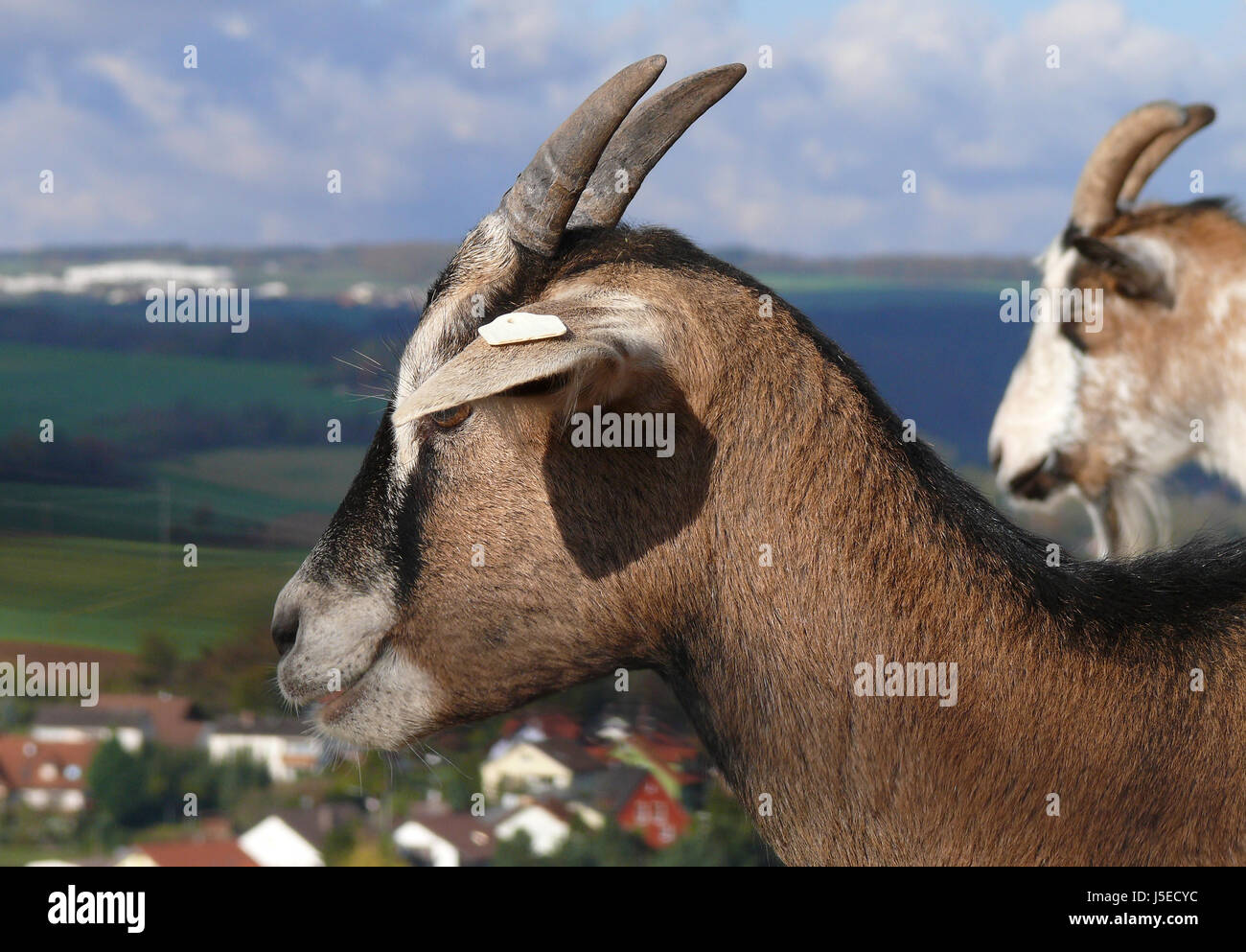 Goatish hi-res stock photography and images - Alamy