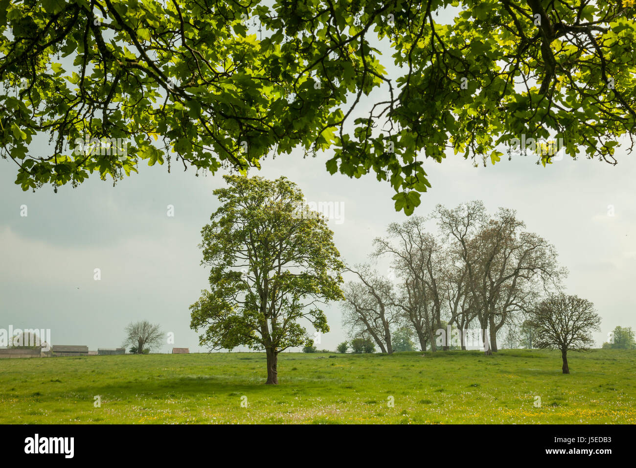 Spring afternoon in Sherborne Estate, the Cotswolds, Oxfordshire ...