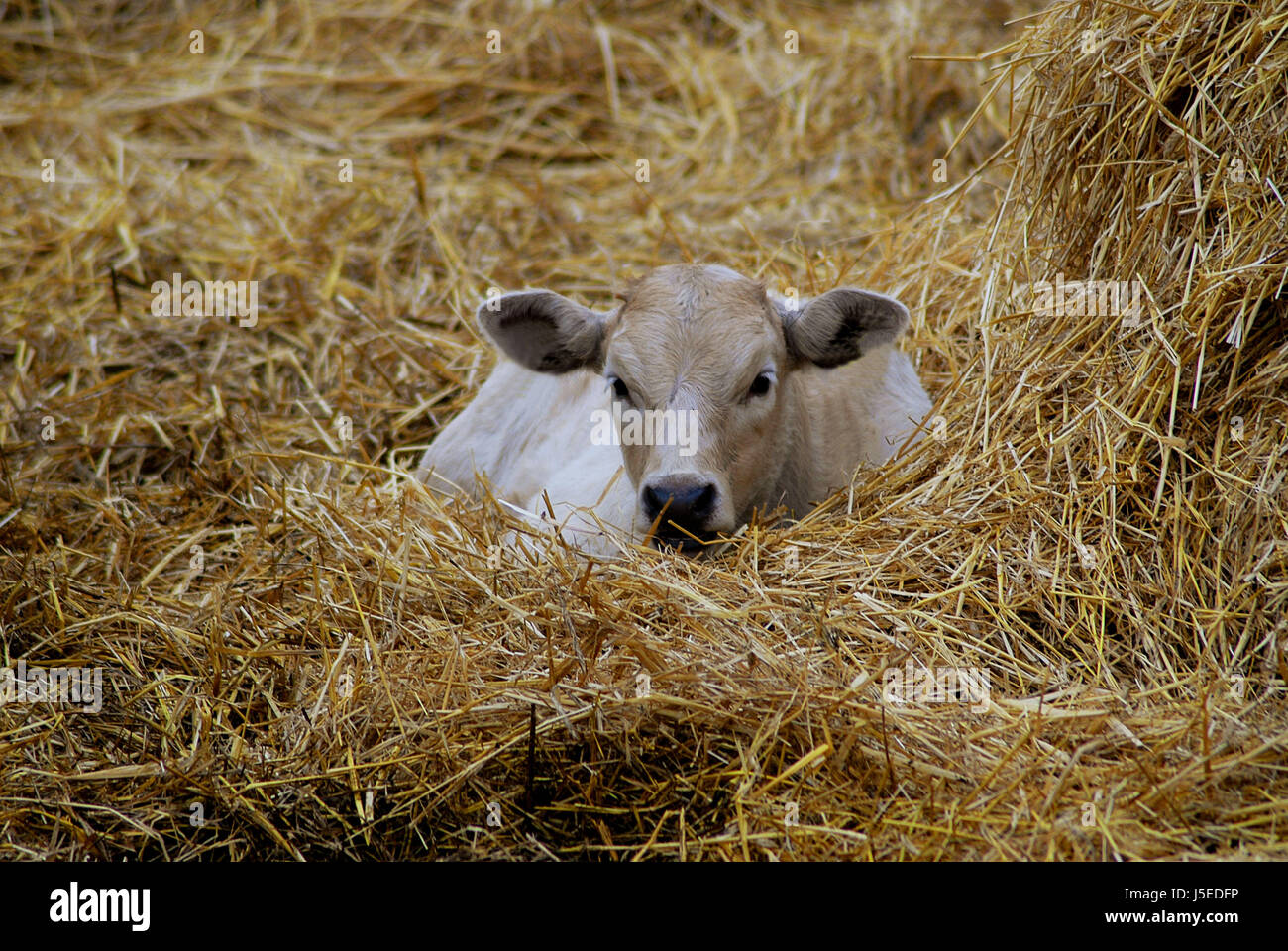 Calf locking hi-res stock photography and images - Alamy